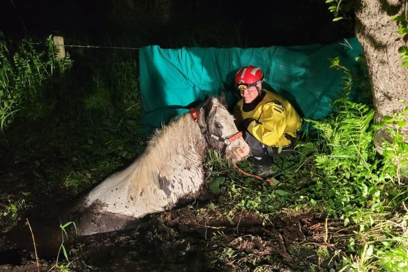 Firefighters rescue stranded pony 'stuck up to his neck' in muddy bog