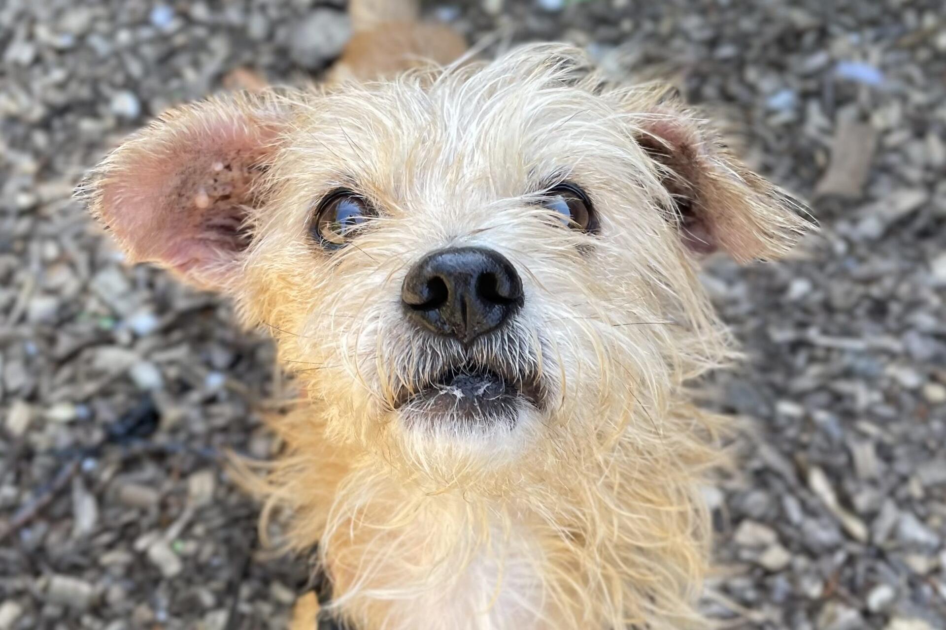 RSPCA: 16 adorable dogs and puppies up for adoption in Sussex