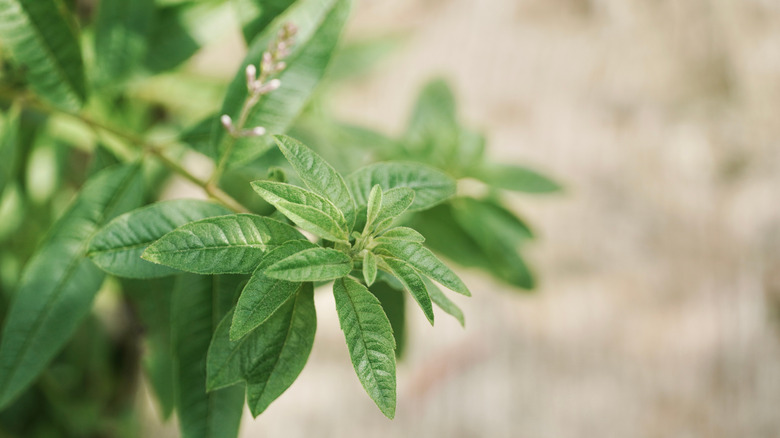 These 10 Fragrant Herbs Will Make Your Whole Home Smell Incredible