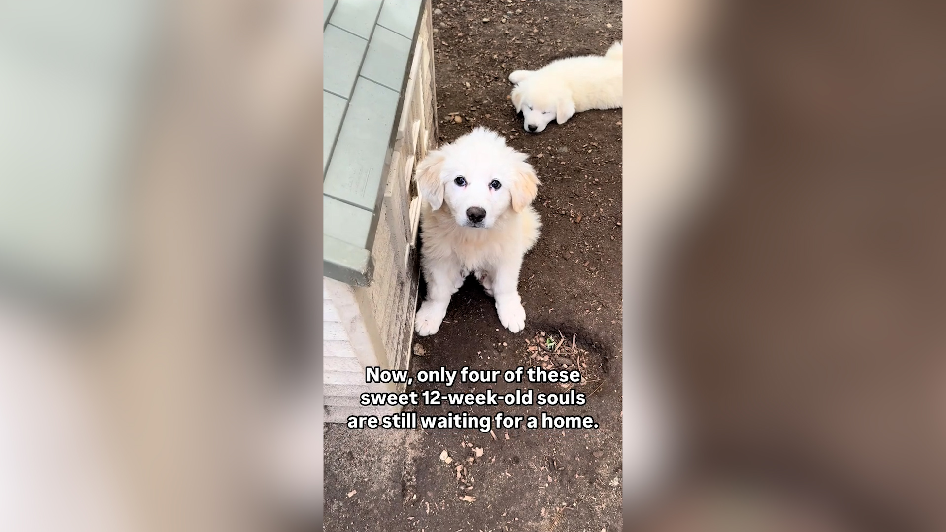 Tears At Reason Dog Started Carrying Her Puppies To Neighbor’s House–‘Safe’