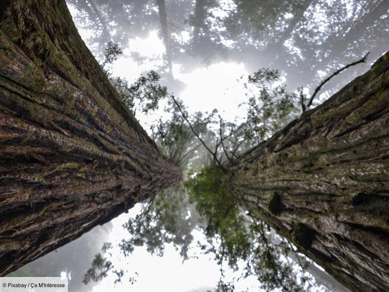 Cet arbre géant bat tous les records : découvrez le plus grand arbre du ...