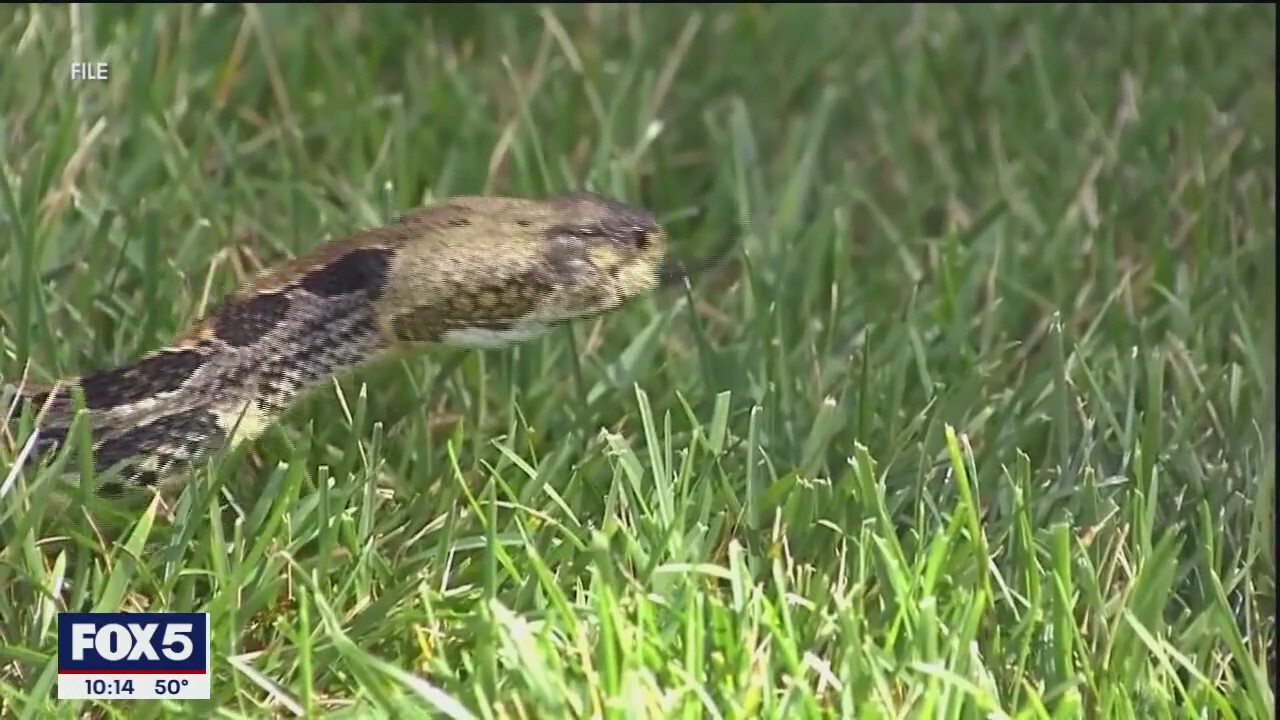 NJ biker bitten by venomous snake