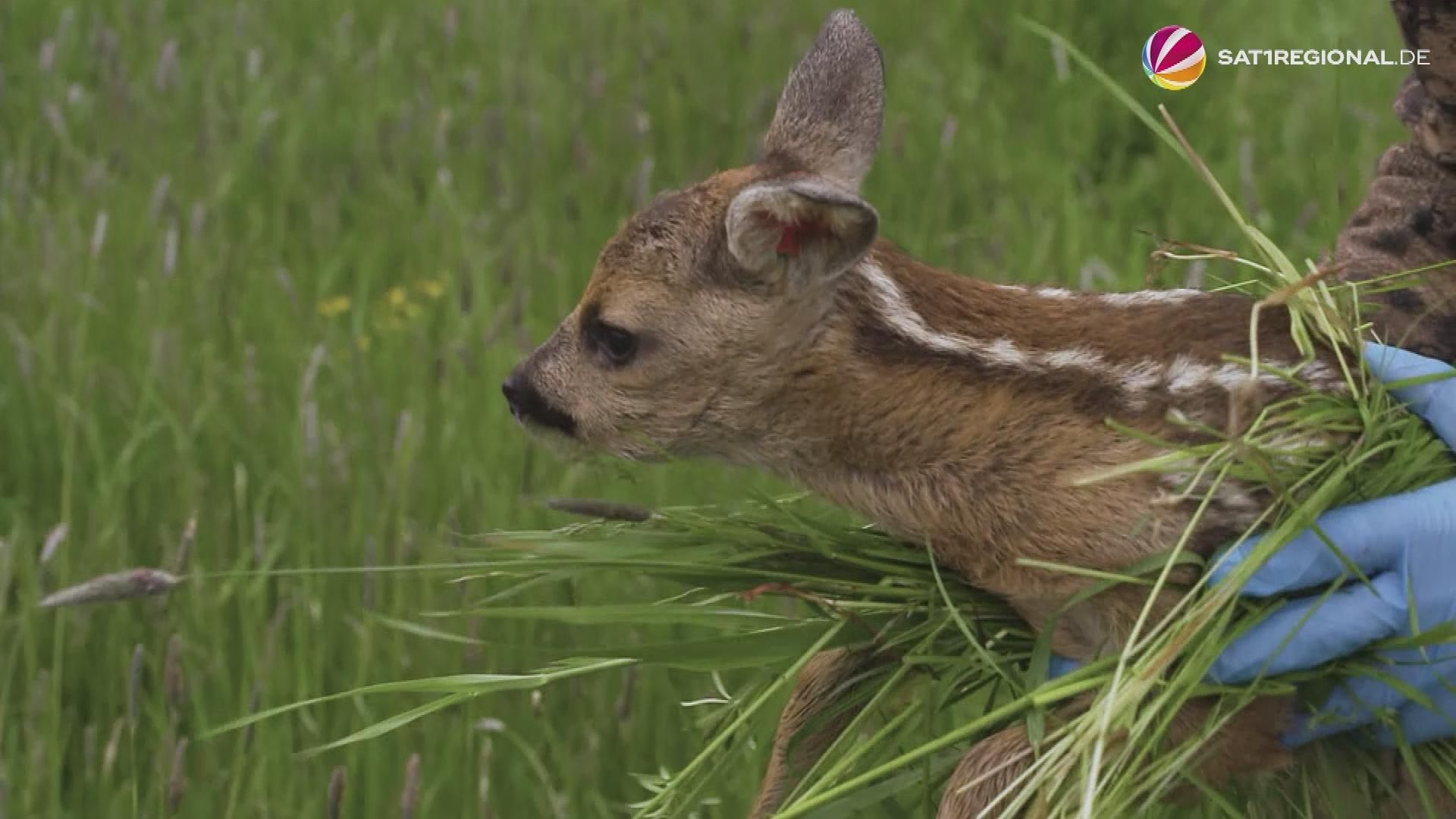 Ehrenamtliche retten Rehkitze mit Drohnen vor Mähmaschinen