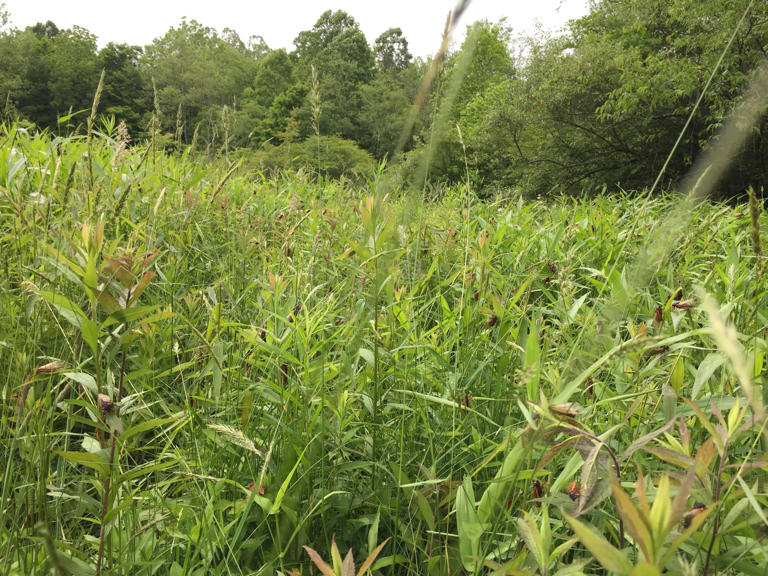 Billions of cicadas are emerging, from Cape Cod to north Georgia – here ...