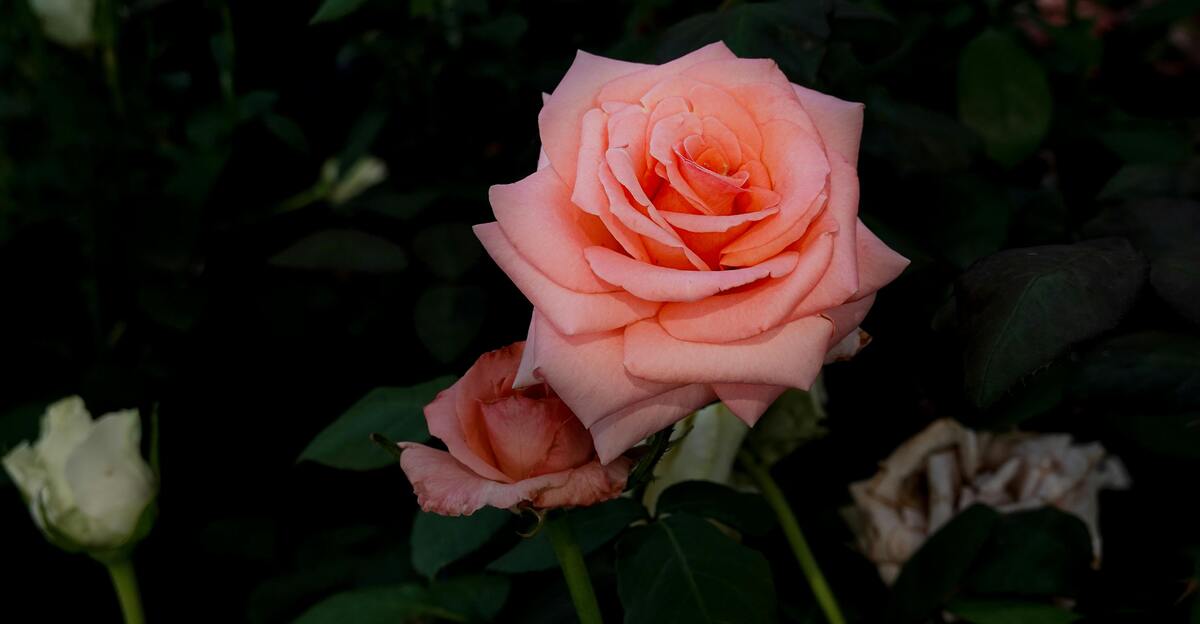 12 Tried-and-True Methods to Increase Rose Blooms