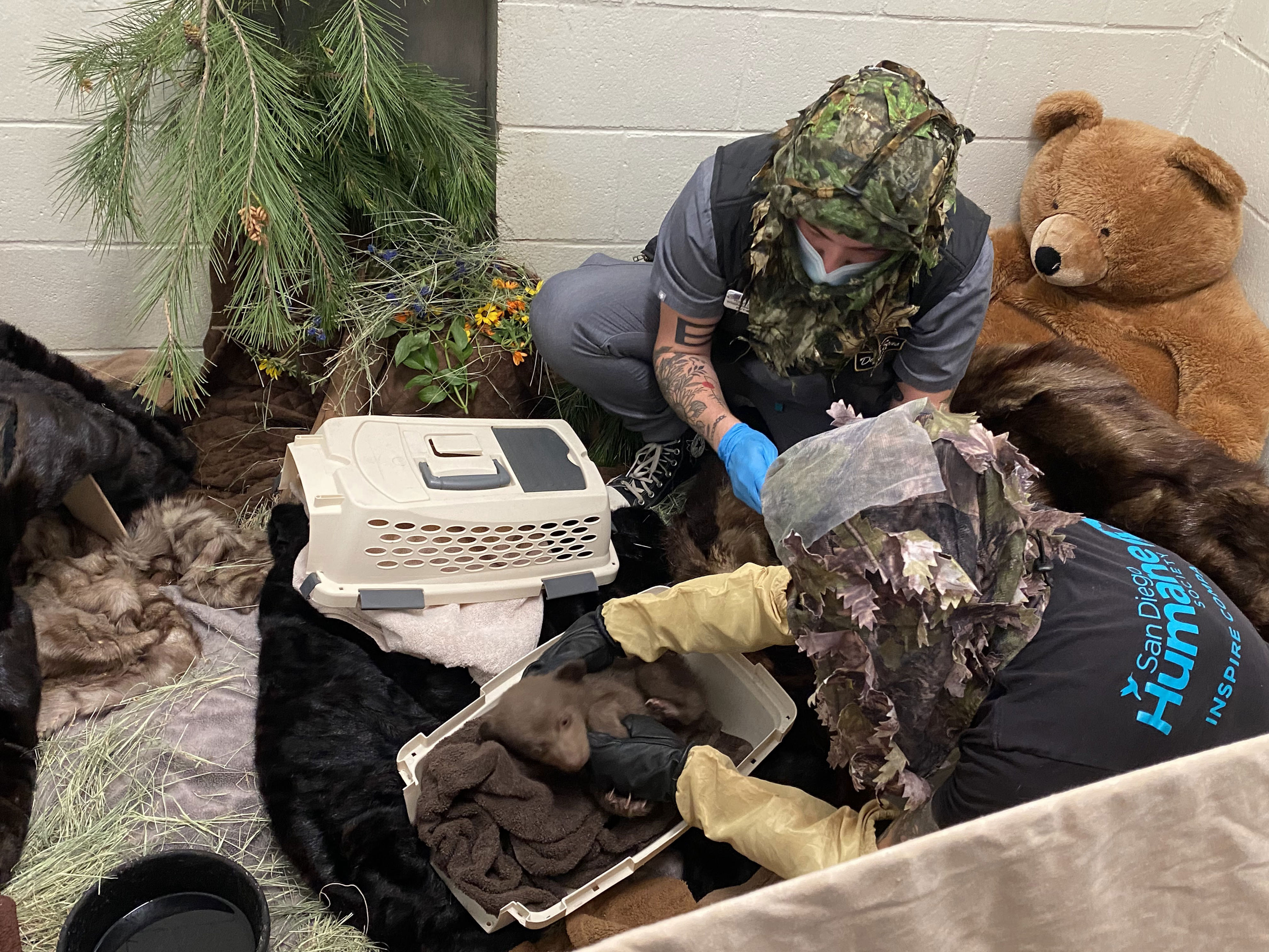 Bear cub rescued from woods is being raised by humans dressed as bears