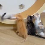 Crafty Kitty Figures Out Cat Wheels Don't Have To Be Stationary