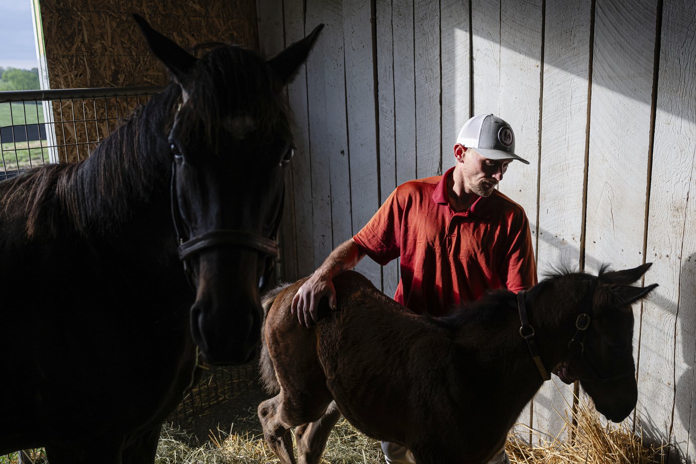 AP PHOTOS: Horses on a Kentucky farm help men build sober lives, gain ...