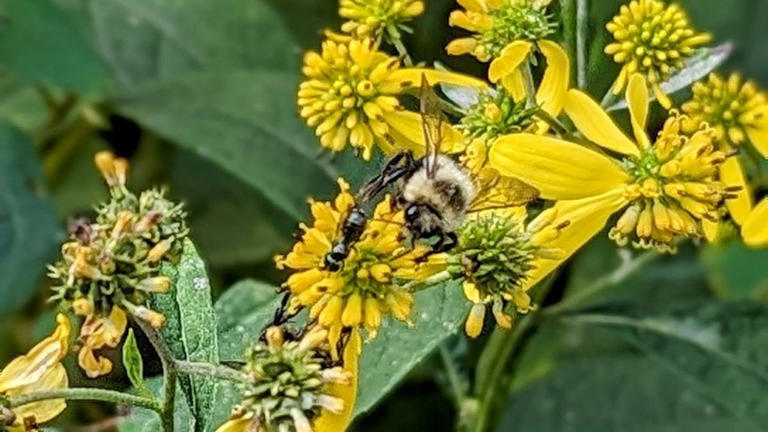 Columbus councilmember proposes revision to weed code for pollinator ...