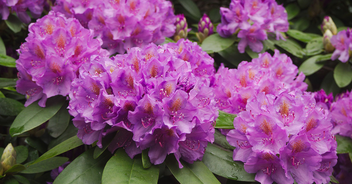 11 Gardening Tips On How To Get Big Beautiful Blooms From Your Rhododendron