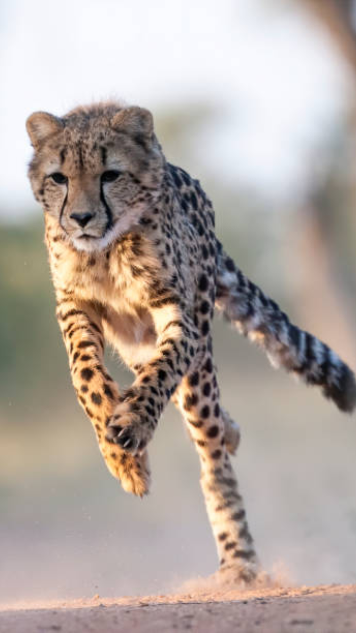 10 animals known for their speed