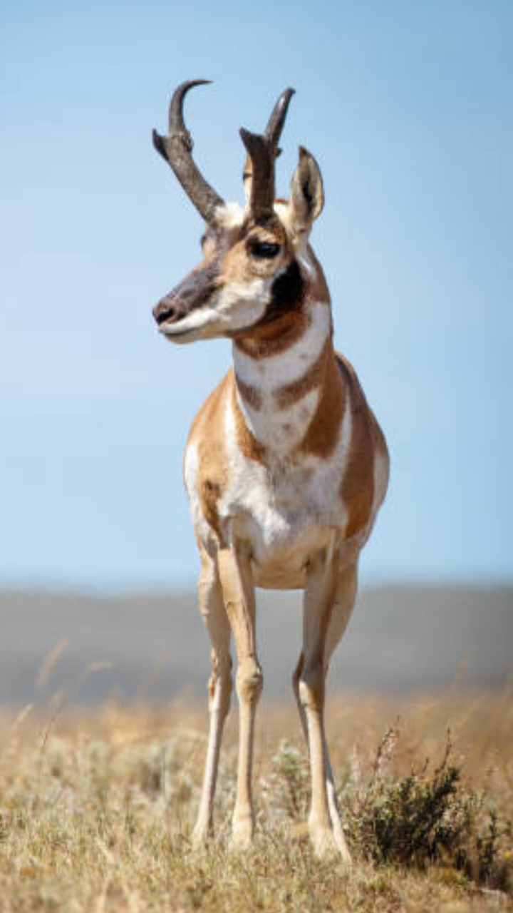 10 animals known for their speed