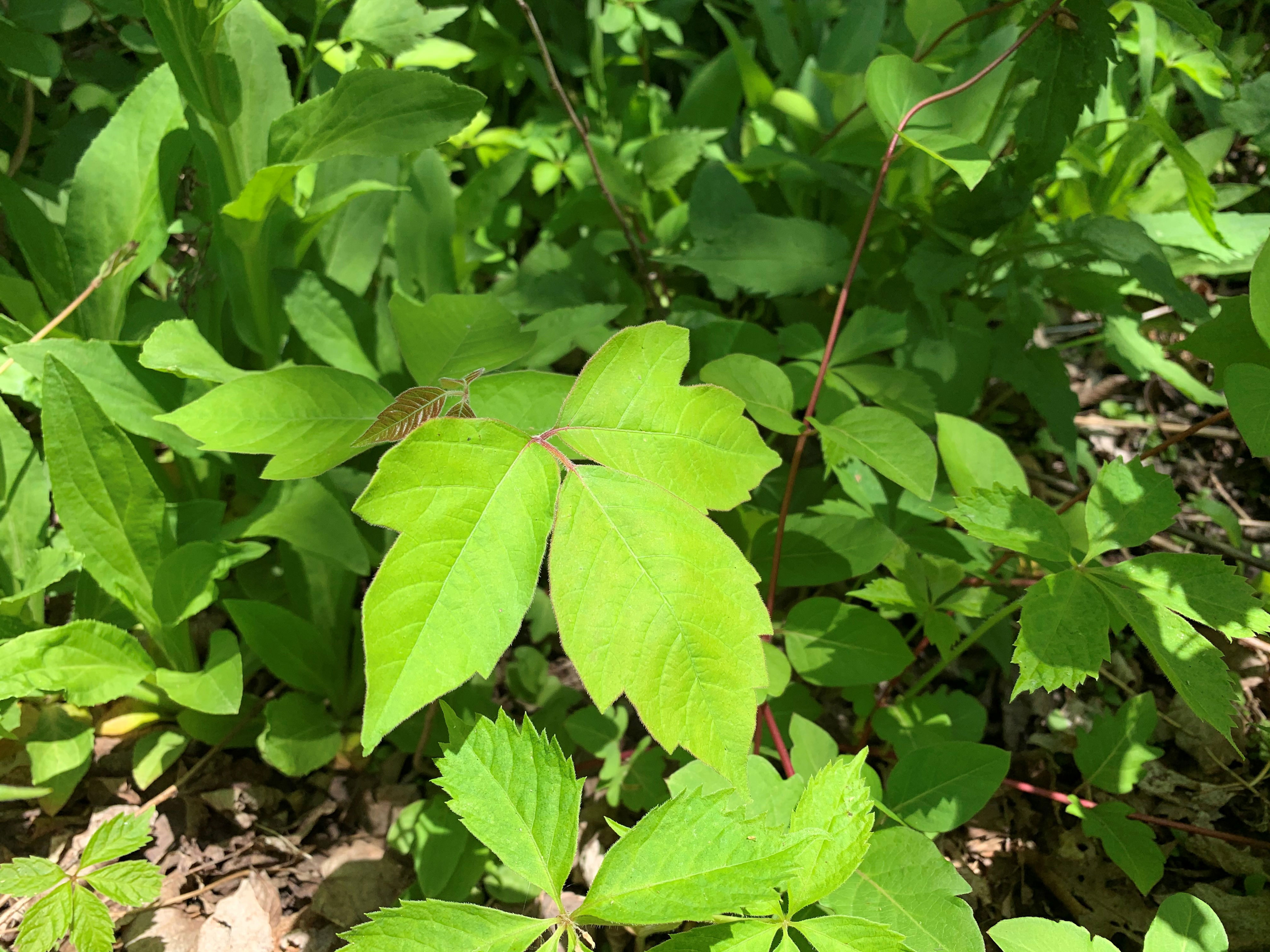 Visual tips to identify and avoid poison ivy