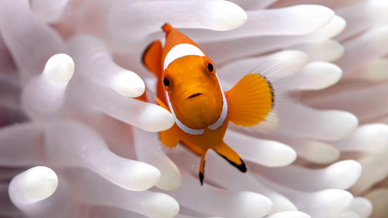 Demise of the penny, Harvard fight escalates, oldest reptile footprints ...