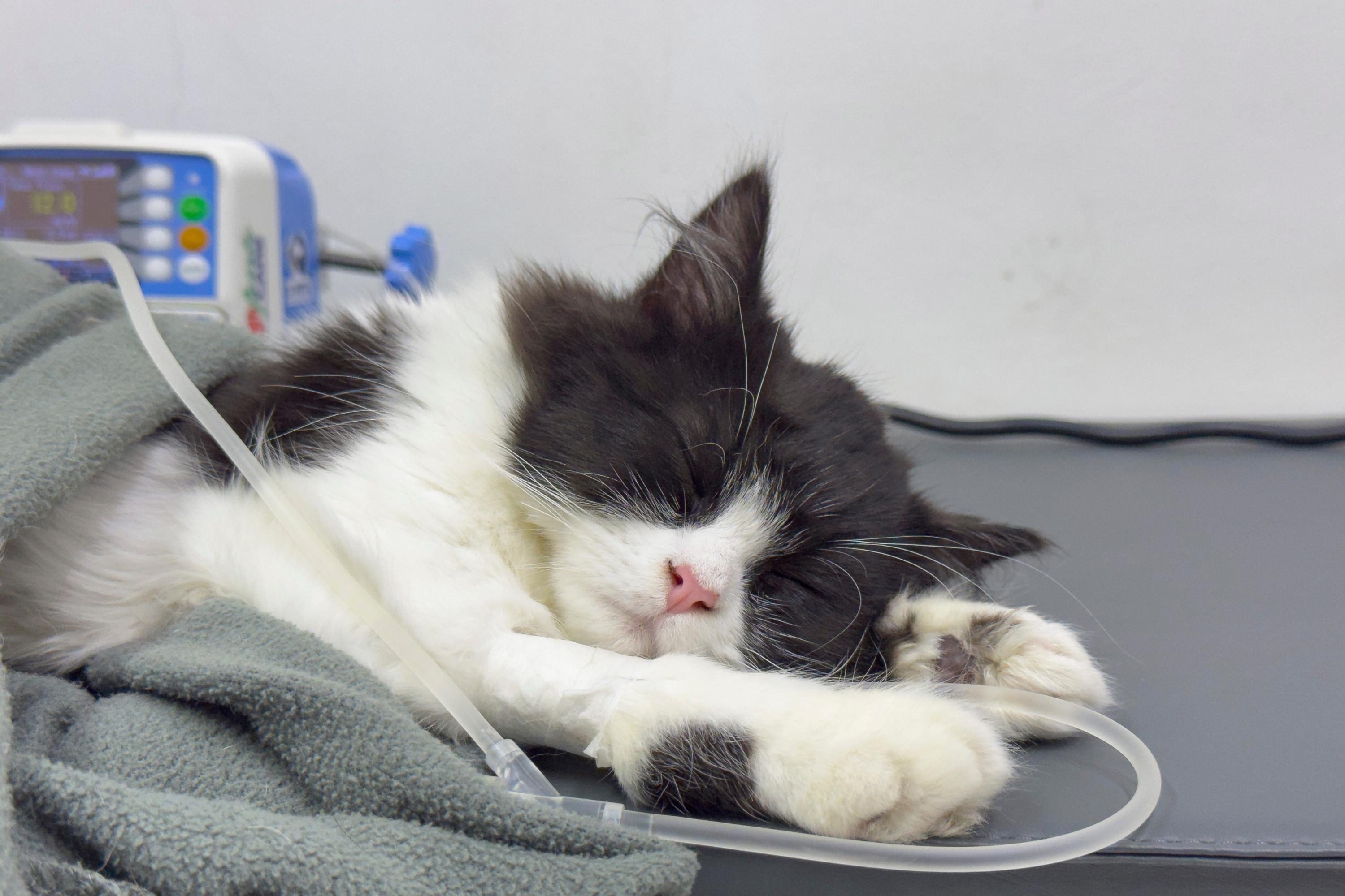Tears as cat hospitalized for stress after owners' daughter goes to college