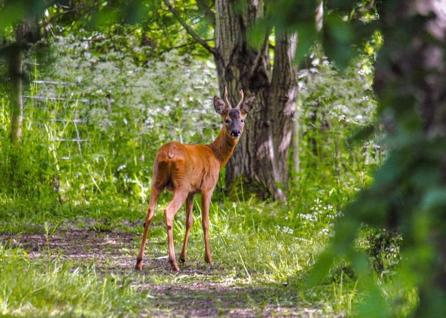 Warwickshire business to create a mini-holiday park at BBC Gardeners ...