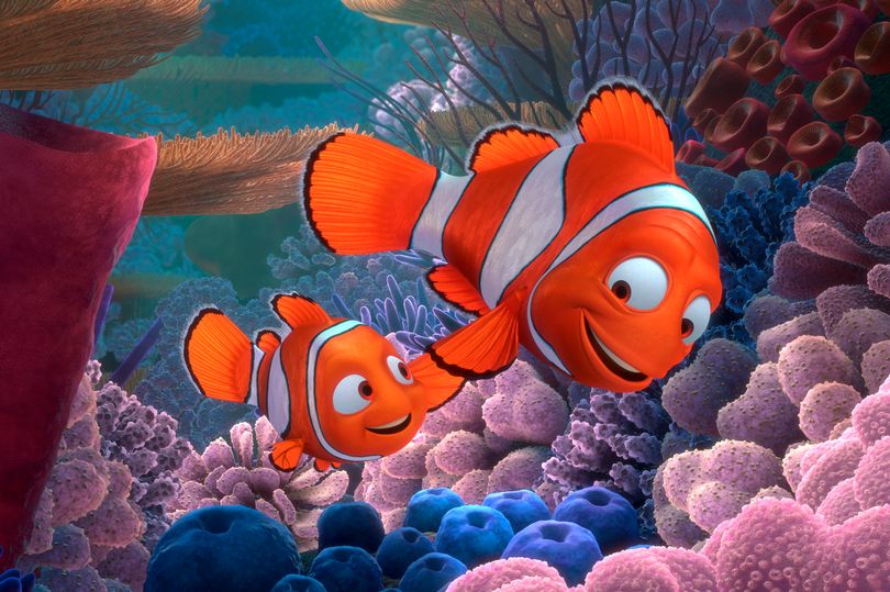 Finding Nemo now even trickier as climate change shrinks iconic species ...