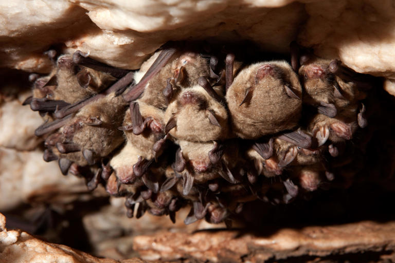 A family visited a bat cave in Costa Rica. They were then infected with ...