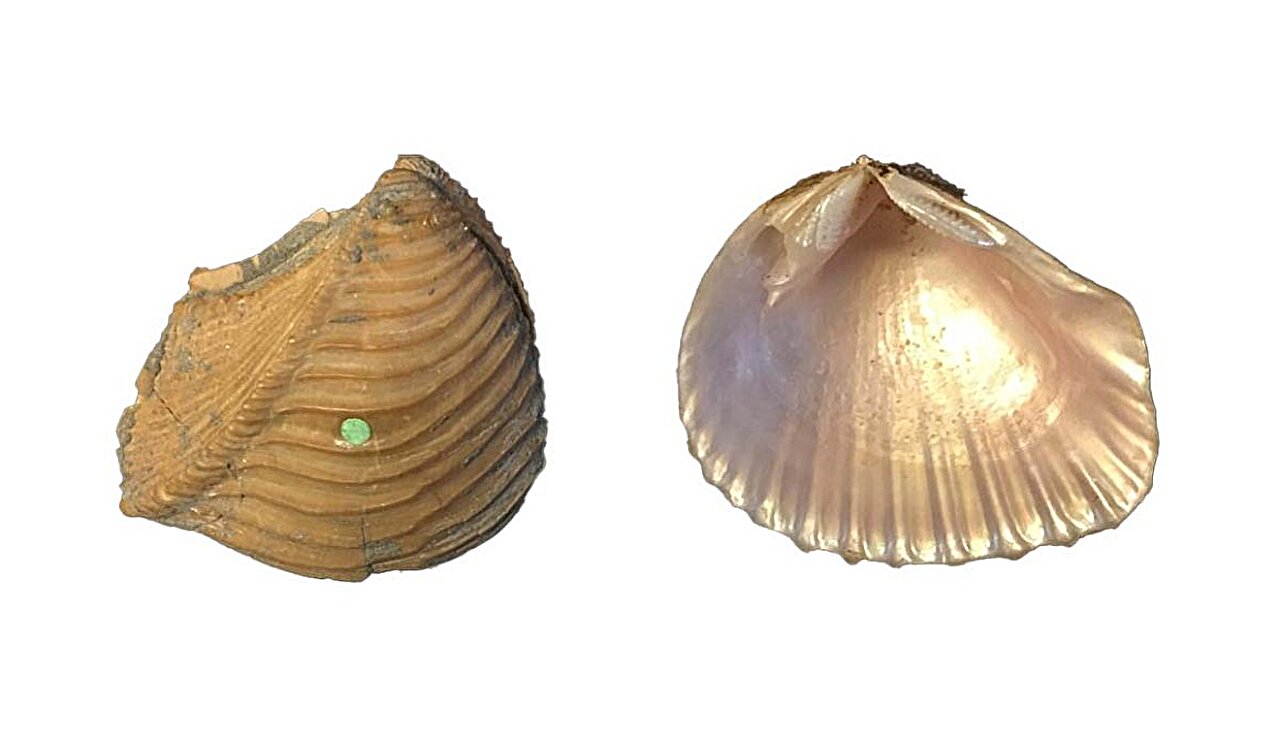 How the dinosaur-killing extinction could help save modern bivalves