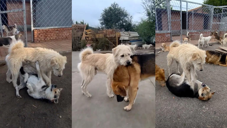 Who Is 'King Charles' The Chinese Alpha Dog With Aura? The Lore Behind ...