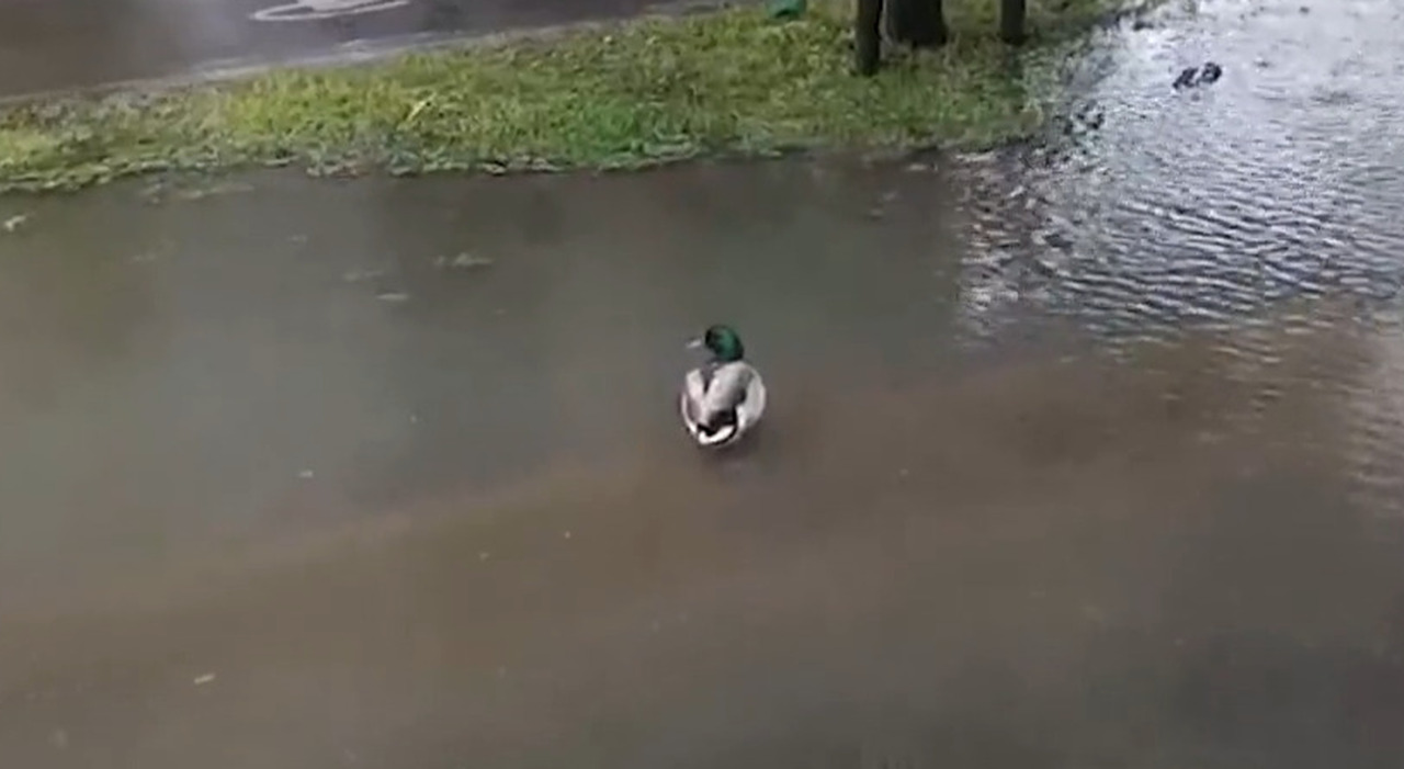 Maltempo a Milano, una papera scambia una pozzanghera per uno stagno ...