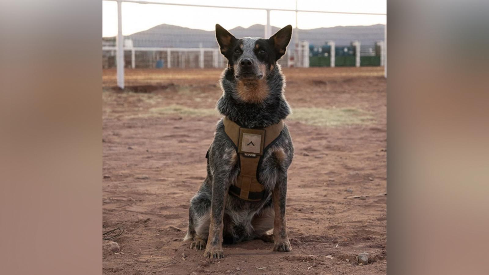Trump's Army parade includes a dog and pony show. And the dog is named ...