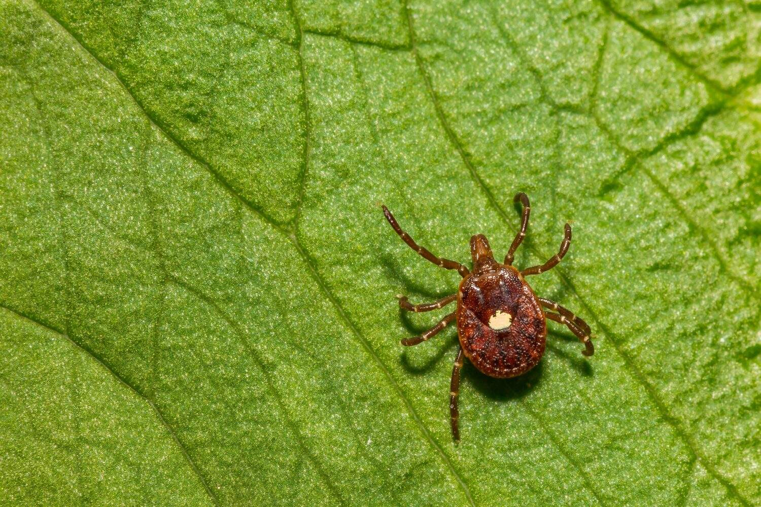 These Are the High-Risk Deer Tick Zones Scattered Across the US
