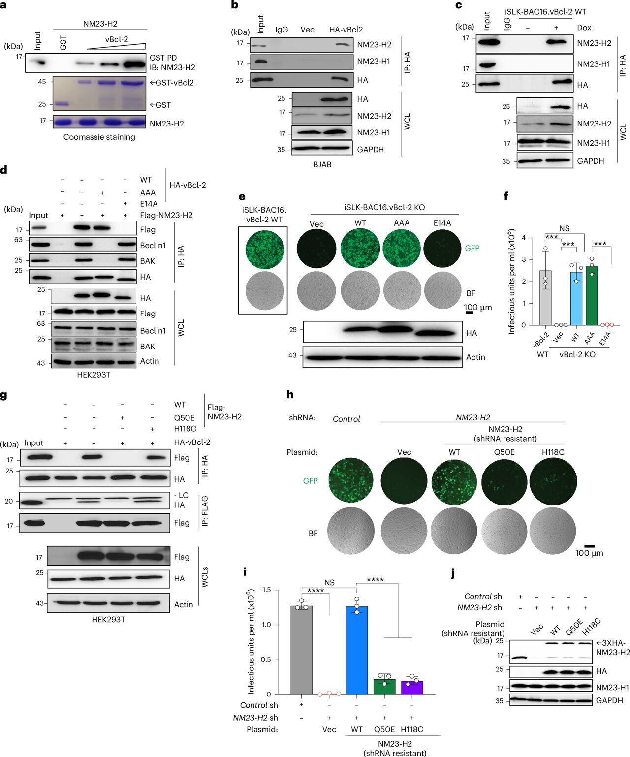 Viral mechanism uses mitochondrial remodeling to block immune response ...