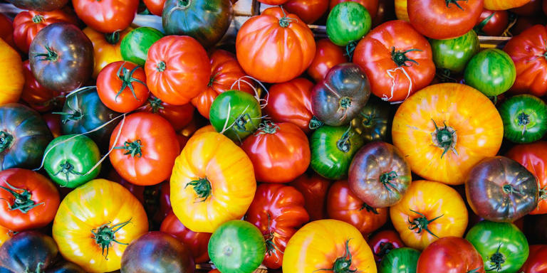 Is the "Tomato Tickle" the Secret to the Juiciest Crop? Here's What ...