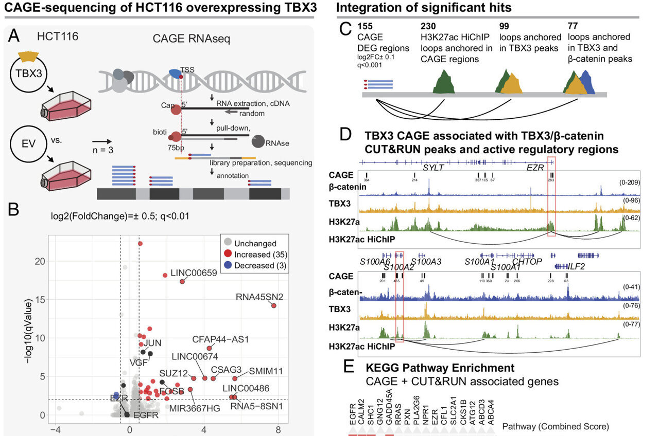 Key mechanism in embryonic development makes colorectal cancer more ...