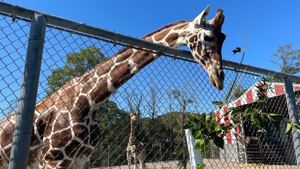 Third giraffe removed from the Natural Bridge Zoo, one giraffe remains