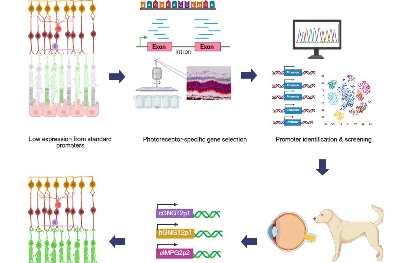 Novel gene therapy tools target inherited retinal degenerations at ...