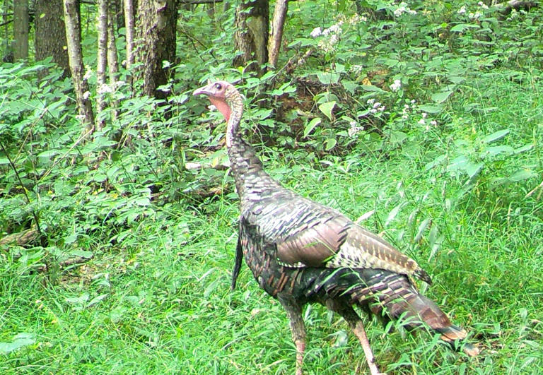 Three Pennsylvania turkey hunters mistakenly shot, one explains what ...