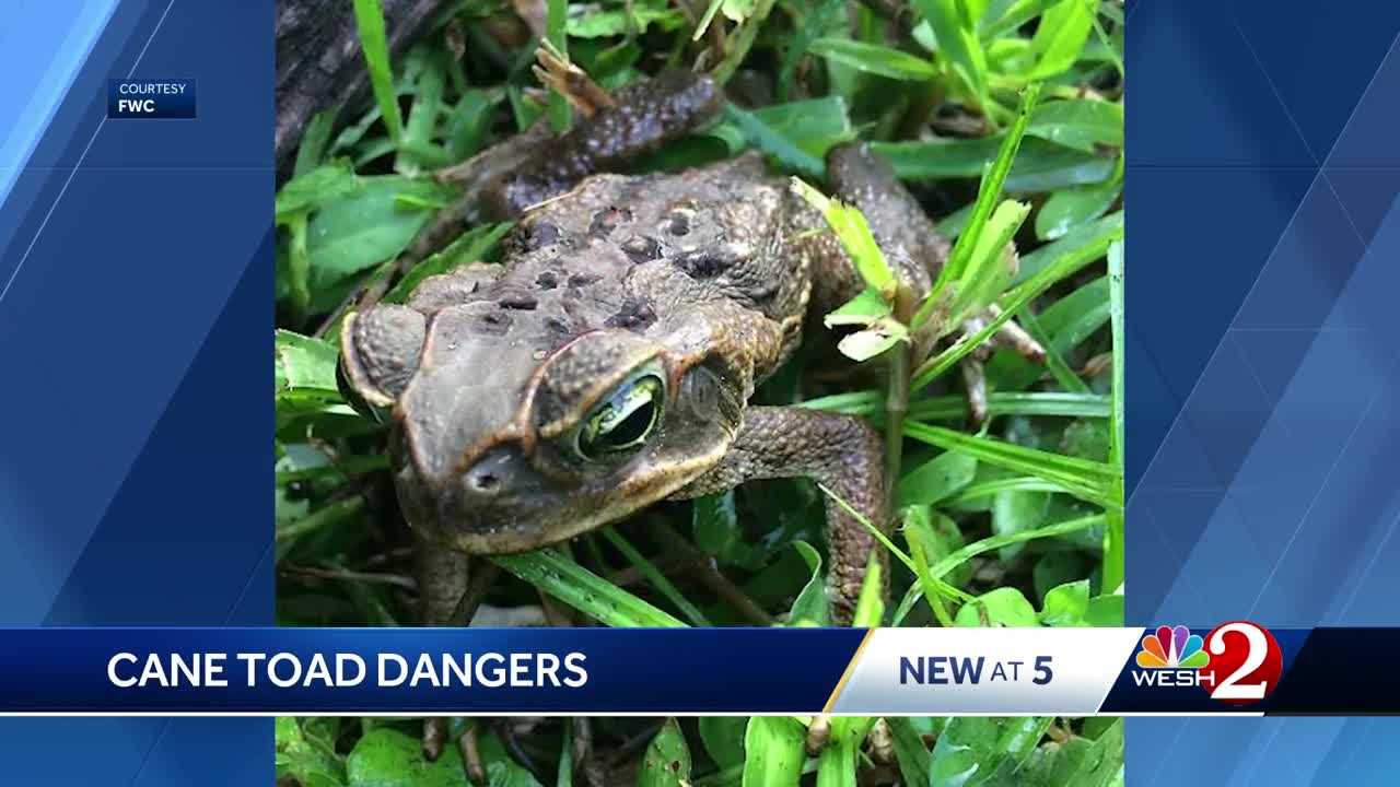 Orlando veterinarian warns of cane toads, deadly threat to dogs