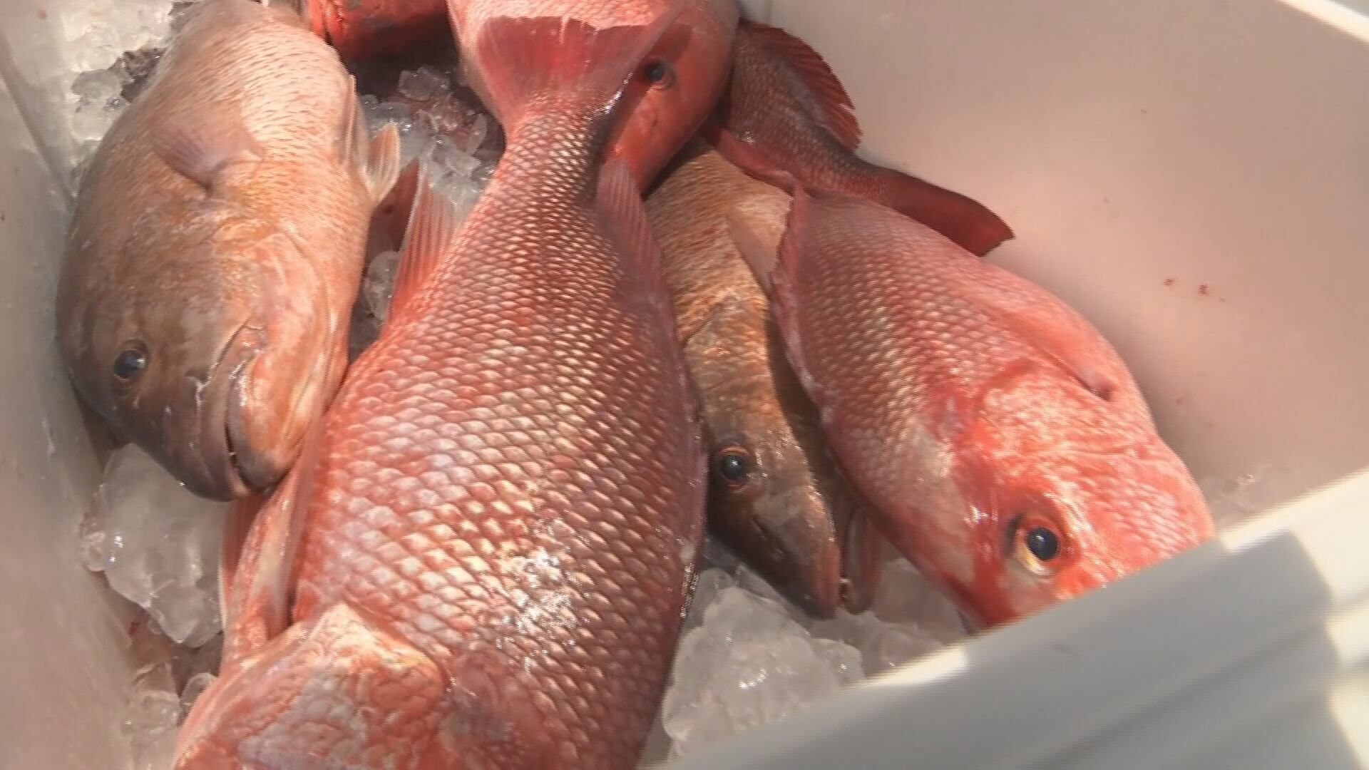 Recreational anglers gear up for more fishing time in 2025 Alabama red ...