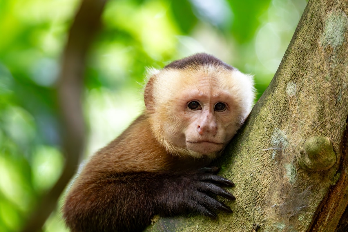 Capuchin Monkeys Caught on Camera 'Stealing' Babies of Another Species
