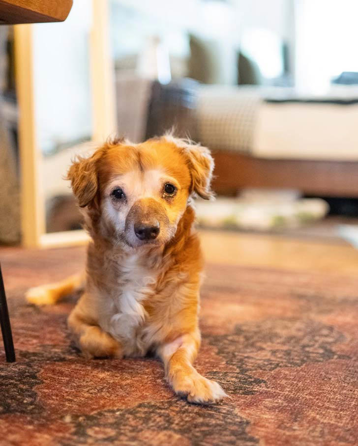 Tiki the 'shutdown foster dog' now has shirts — and they help other ...