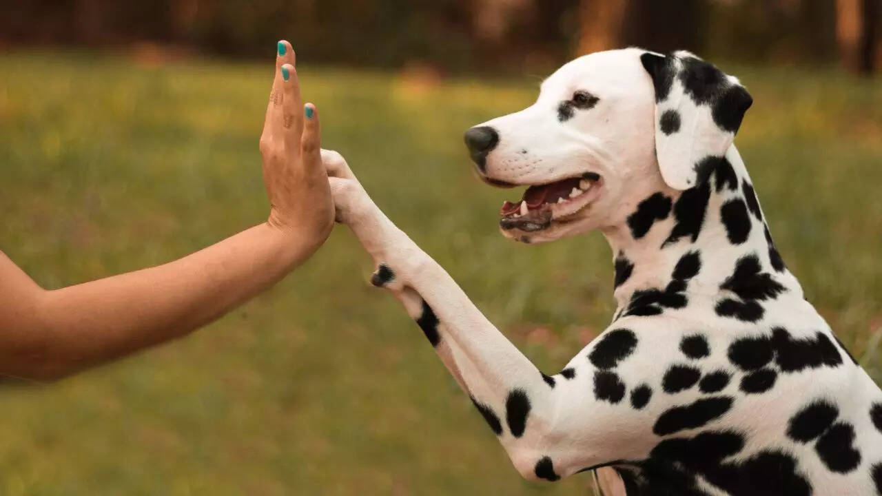 5 exotic pet dog breeds suitable for Indian climate