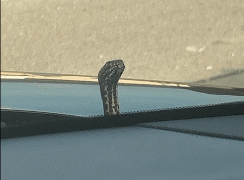Missouri mom’s drive takes wild turn as snake pops out of car hood