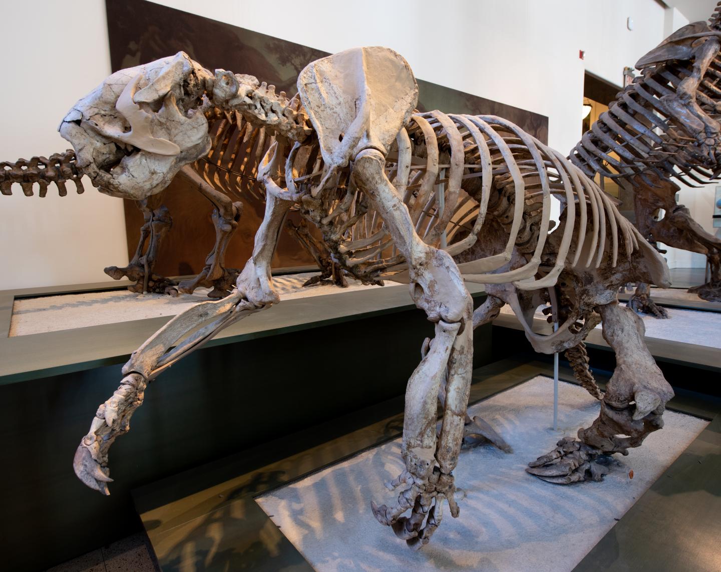 Ancient Humans Hunted 20-Foot-Tall Sloths and Likely Caused the Mammal ...
