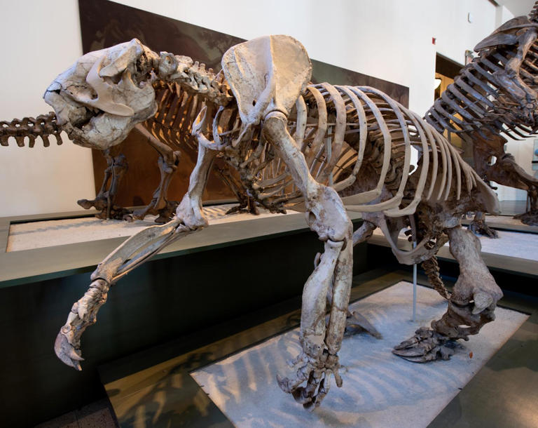 Ancient Humans Hunted 20-Foot-Tall Sloths and Likely Caused the Mammal ...