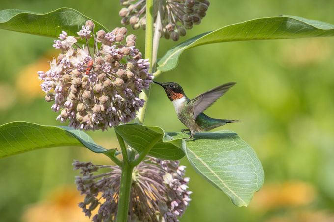 The pros and cons of growing common milkweed
