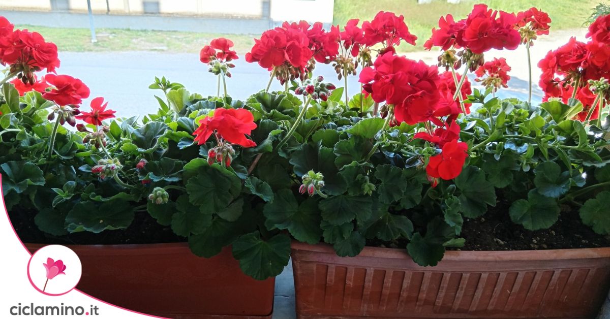 Innaffia i gerani in balcone senza sbagliare seguendo la guida del ...