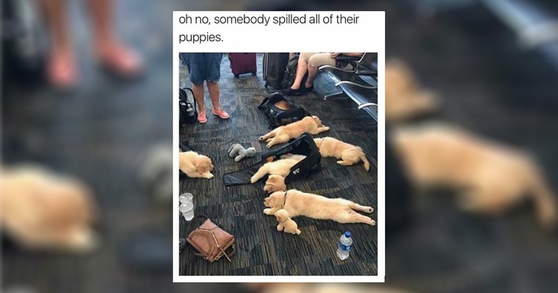 30+ Darling Dog Memes for Canine Enthusiasts (May 22, 2025)