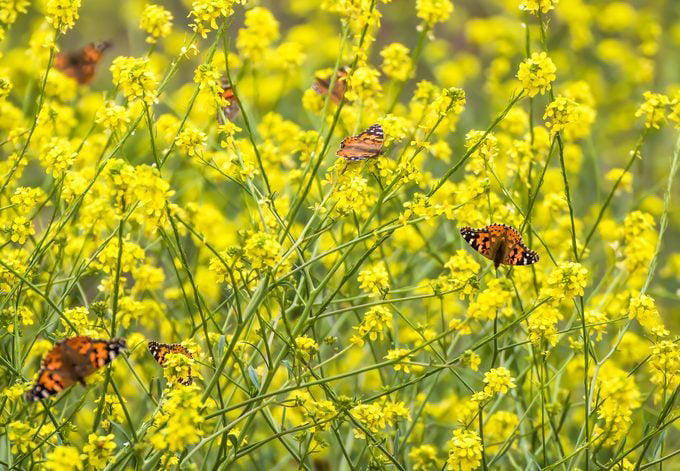Painted Lady Butterfly Life Cycle and Migration