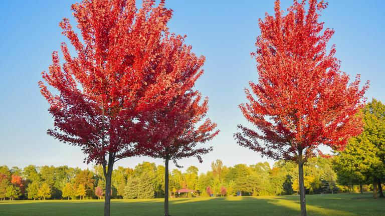 Gardening In Zone 8: Here Are The 13 Best Plants And Trees To Grow