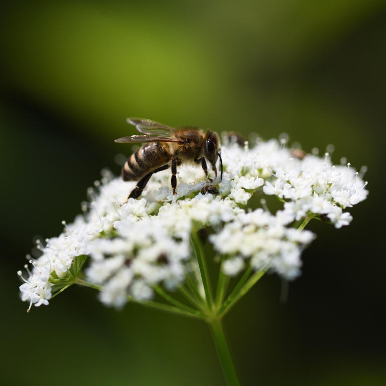 Should you get rid of ground elder? What the RHS's chief ...