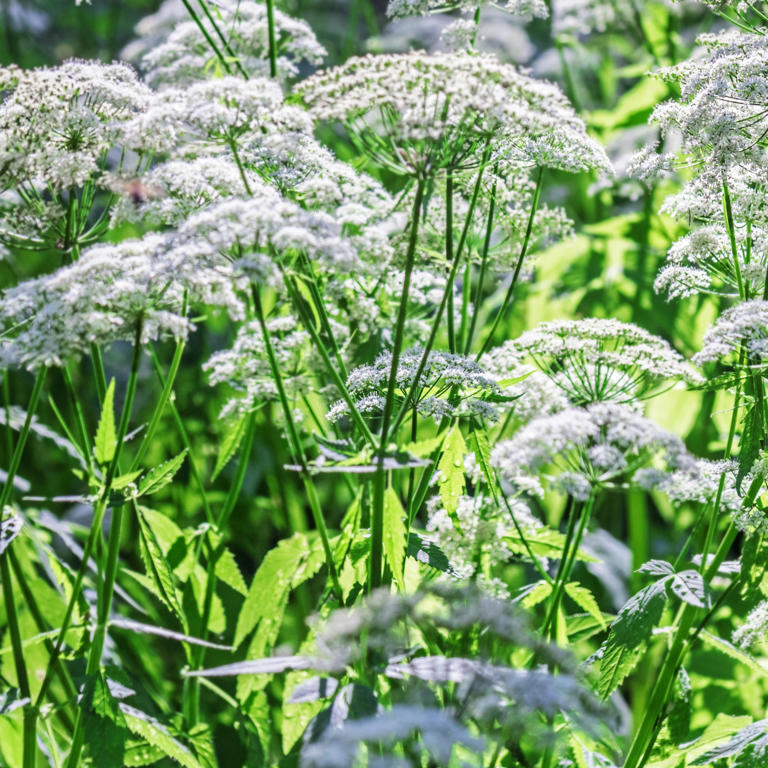 Should you get rid of ground elder? What the RHS's chief ...
