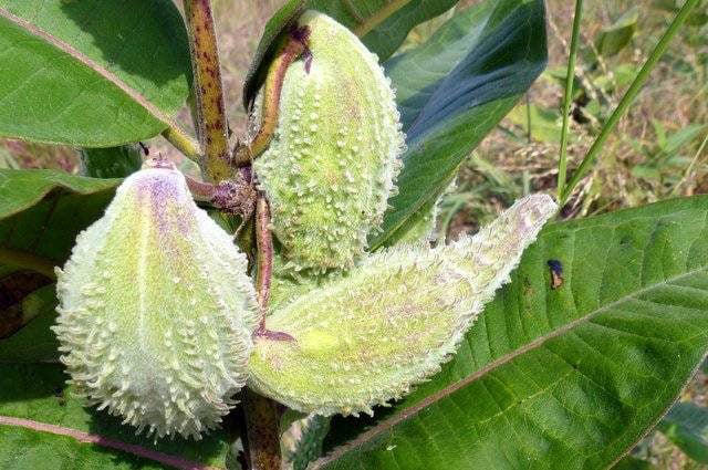 The Pros and Cons of Growing Common Milkweed