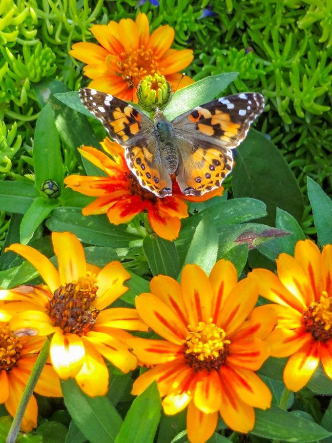Painted Lady Butterfly Life Cycle and Migration
